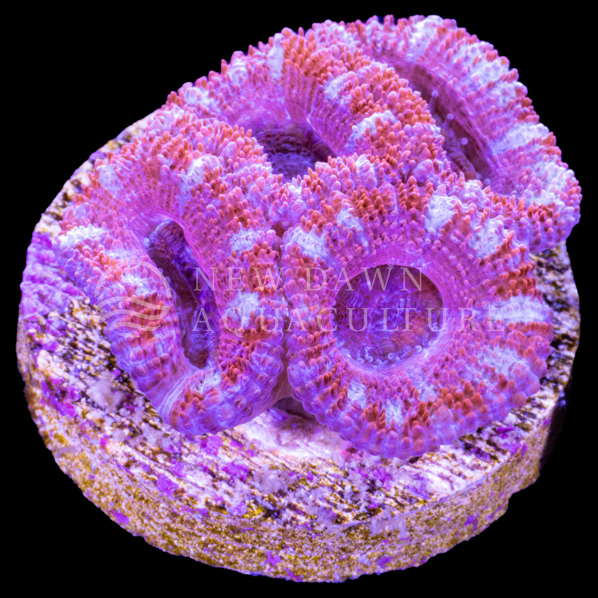 Pink Pinwheel Micromussa | New Dawn Aquaculture