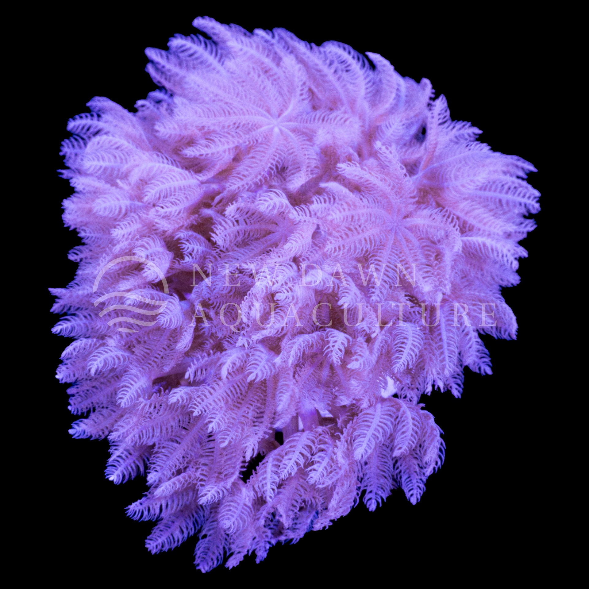 Xenia Coral Species