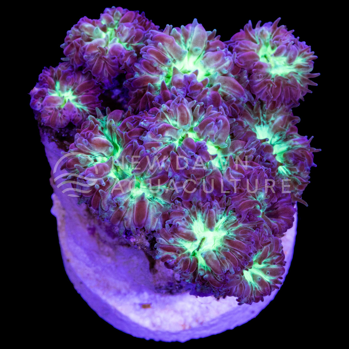 Purple Blastomussa Merletti | New Dawn Aquaculture