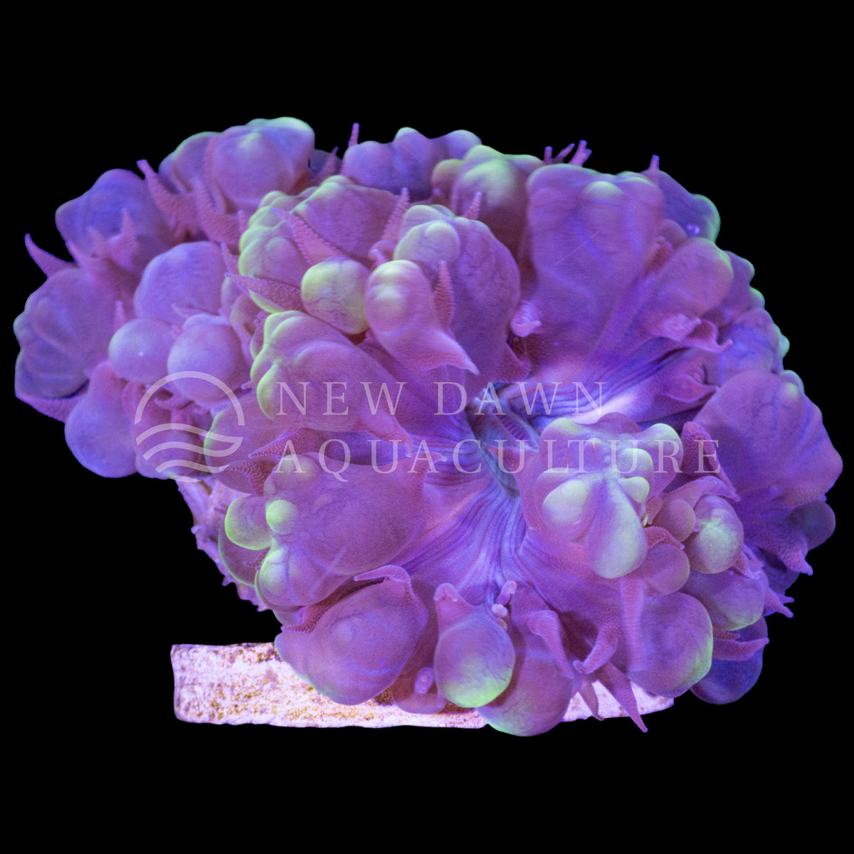 Purple Bubble Coral | New Dawn Aquaculture