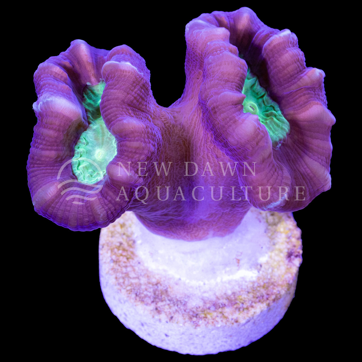 Purple Candy Cane | New Dawn Aquaculture