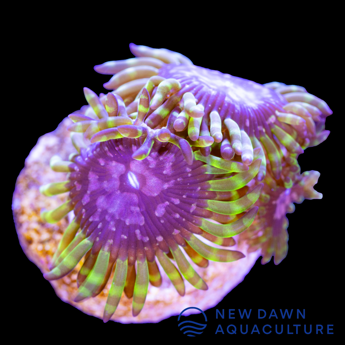 Purple Monsters Zoanthids | New Dawn Aquaculture