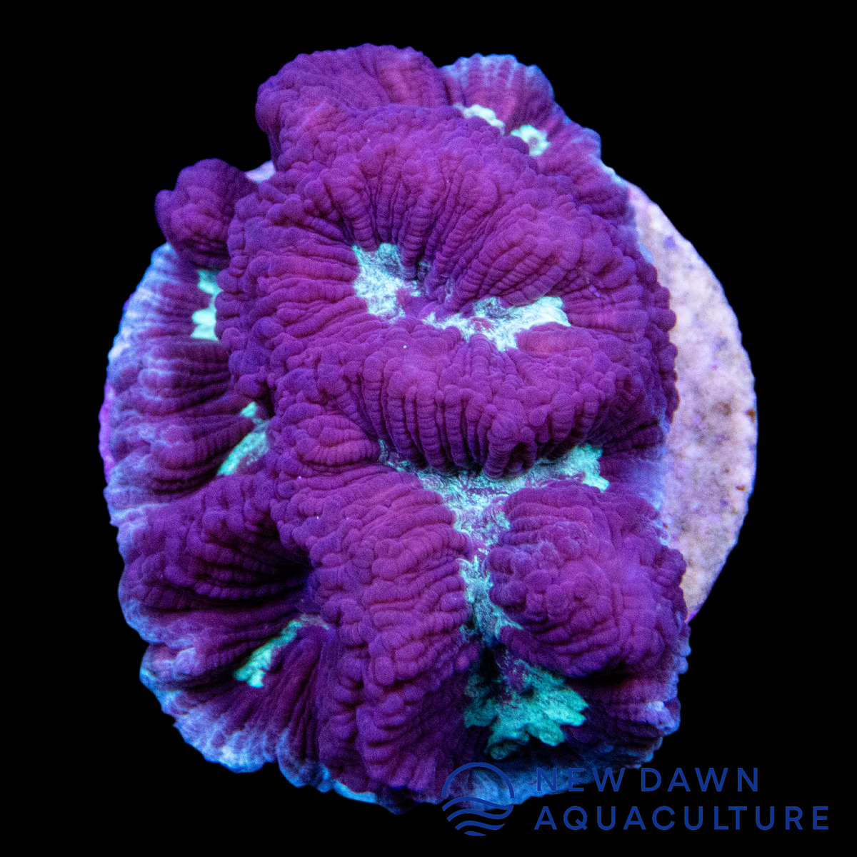 Purple Platygyra | New Dawn Aquaculture