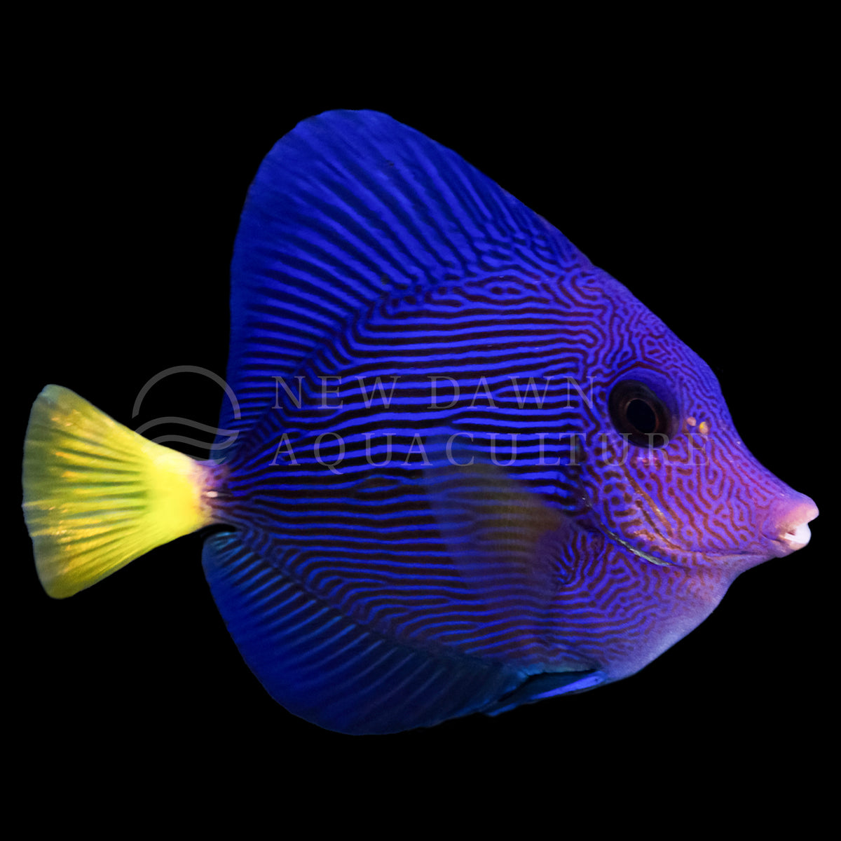 Purple Tang | New Dawn Aquaculture