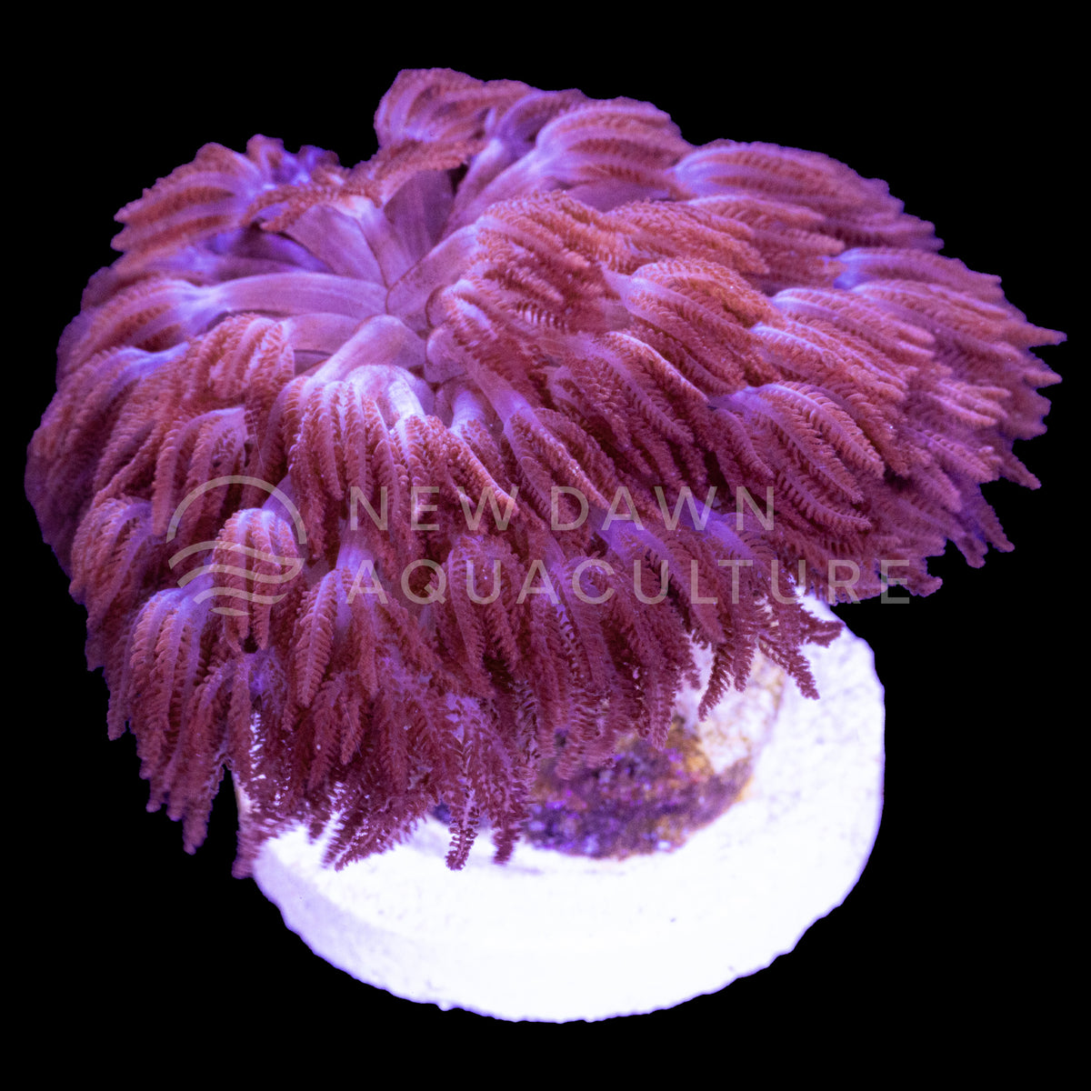 Red Xenia | New Dawn Aquaculture