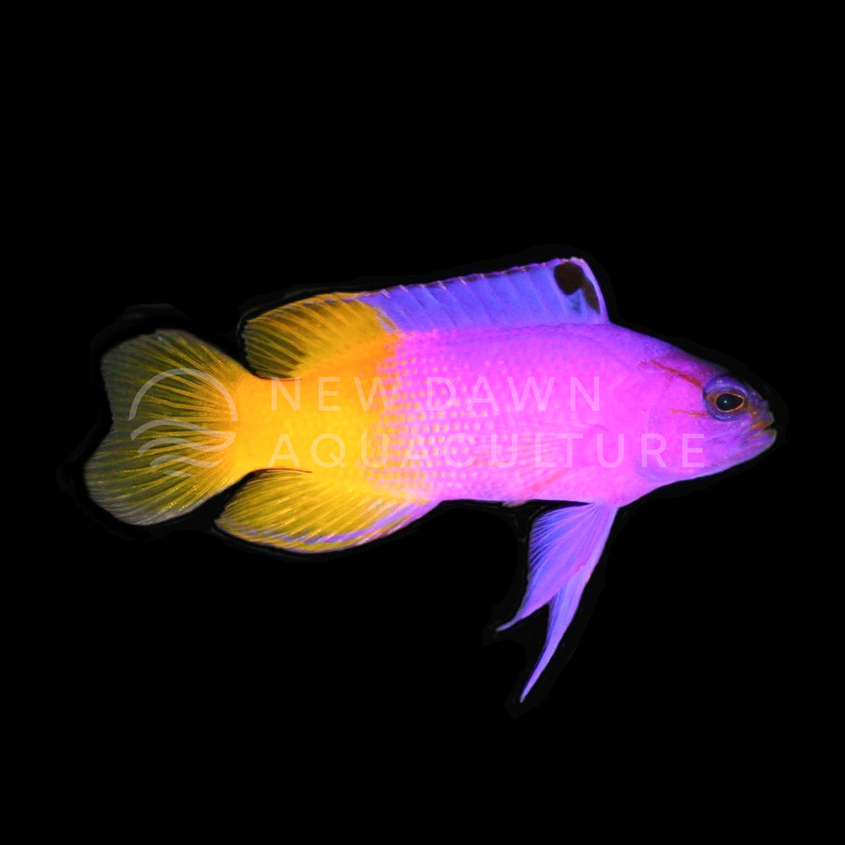 Royal Gramma | New Dawn Aquaculture