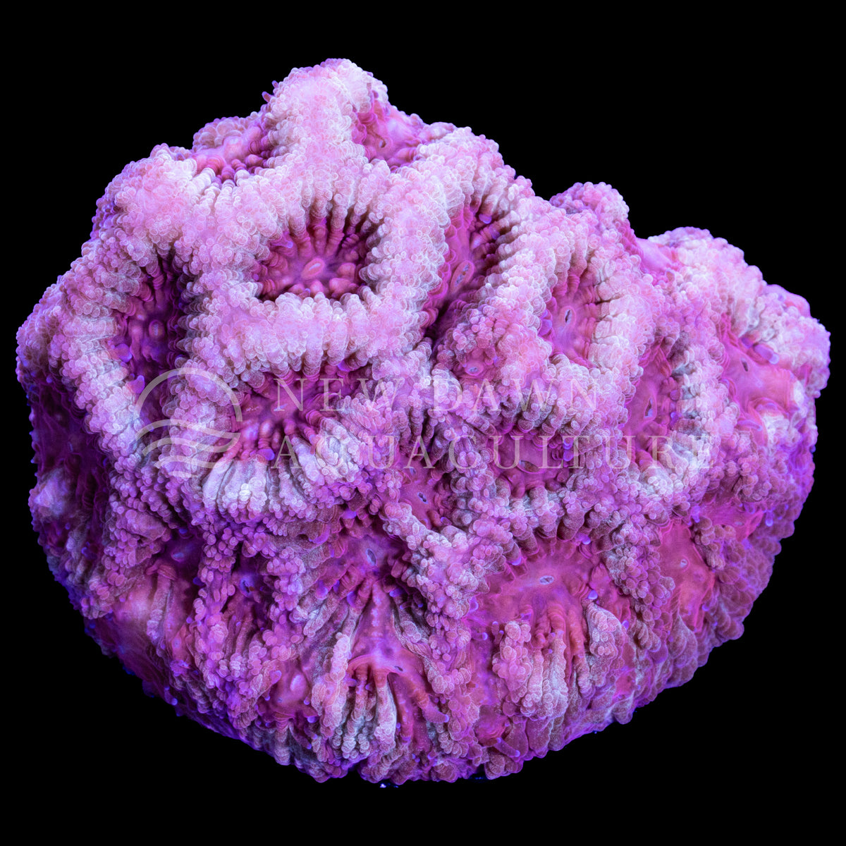 Scarlet Blush Favites | New Dawn Aquaculture