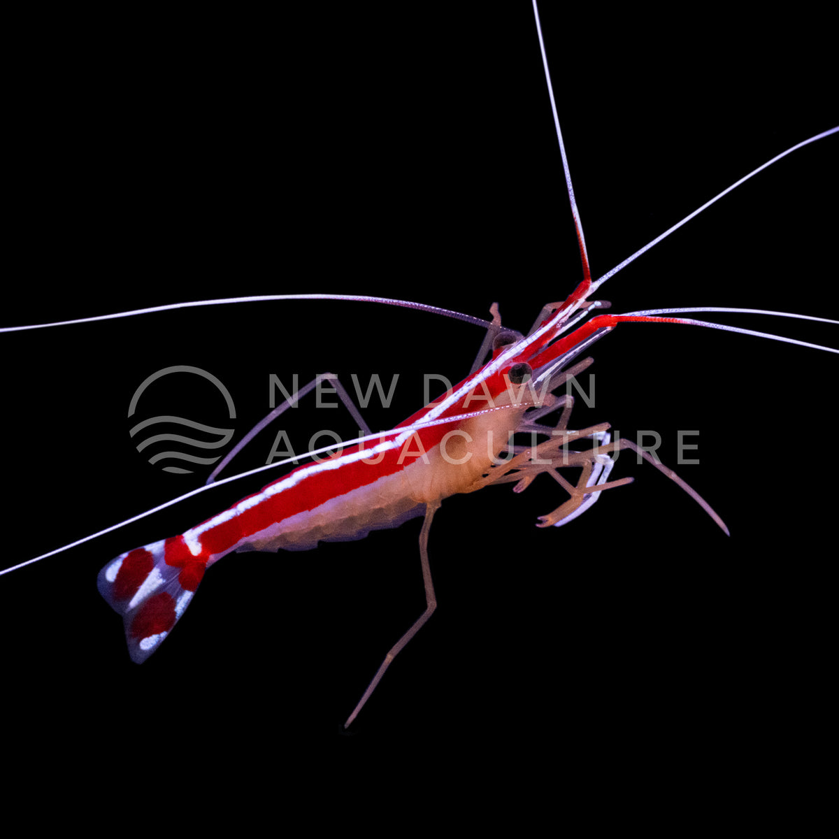 Skunk Cleaner Shrimp | New Dawn Aquaculture