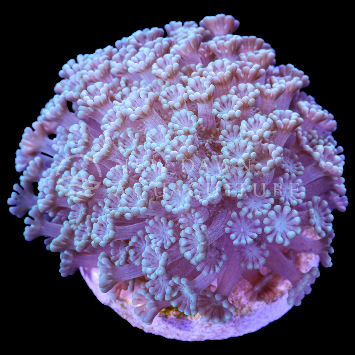 Small Polyp Alveopora | New Dawn Aquaculture