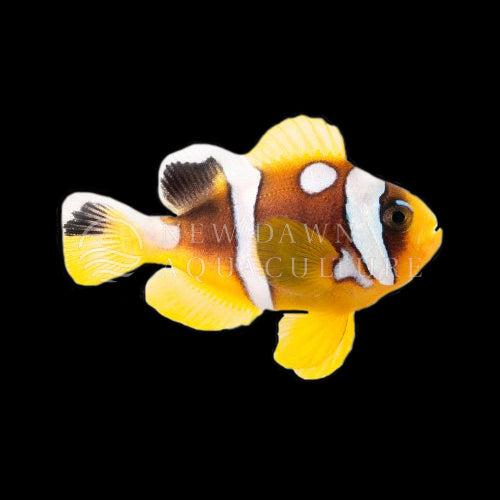 Spotcinctus Clownfish | New Dawn Aquaculture