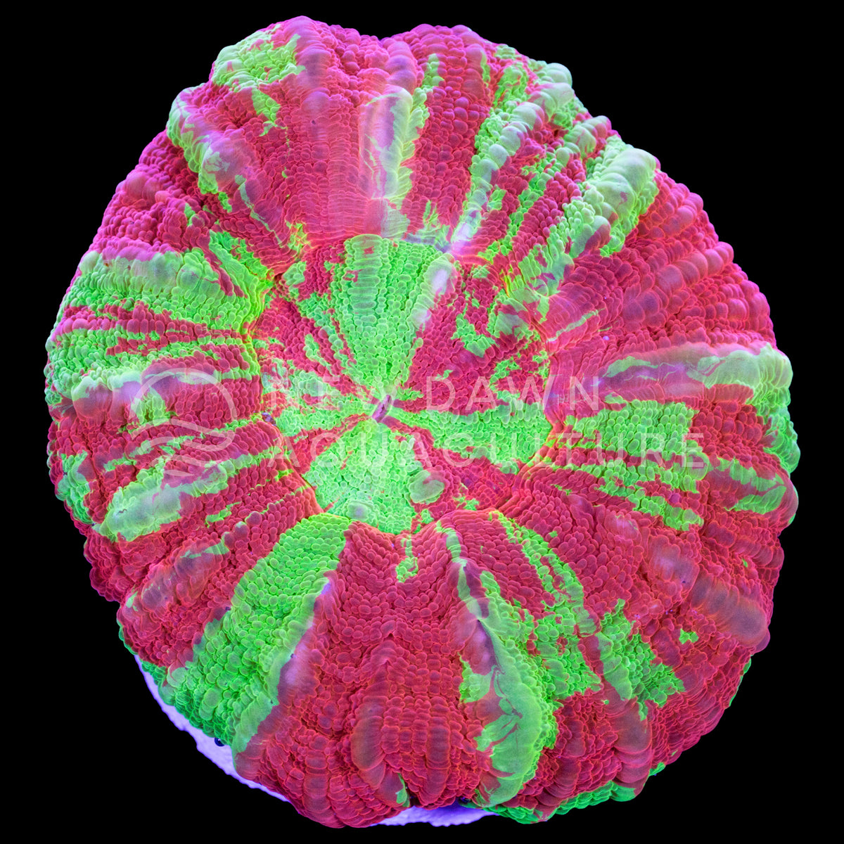 Ultra Bleeding Apple Scoly | New Dawn Aquaculture