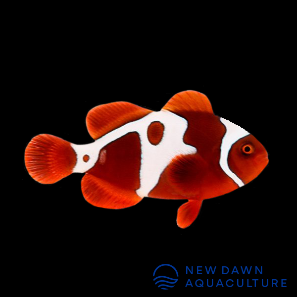 Gold X Lightning Maroon Clownfish | New Dawn Aquaculture