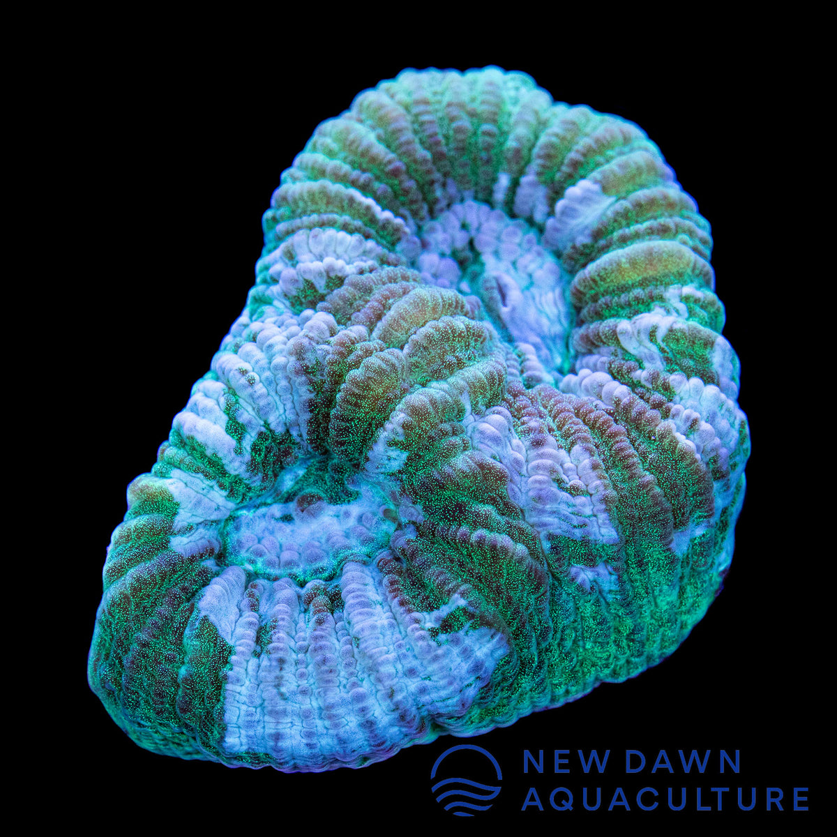 Baby Blue Splatter Dipsastraea | New Dawn Aquaculture