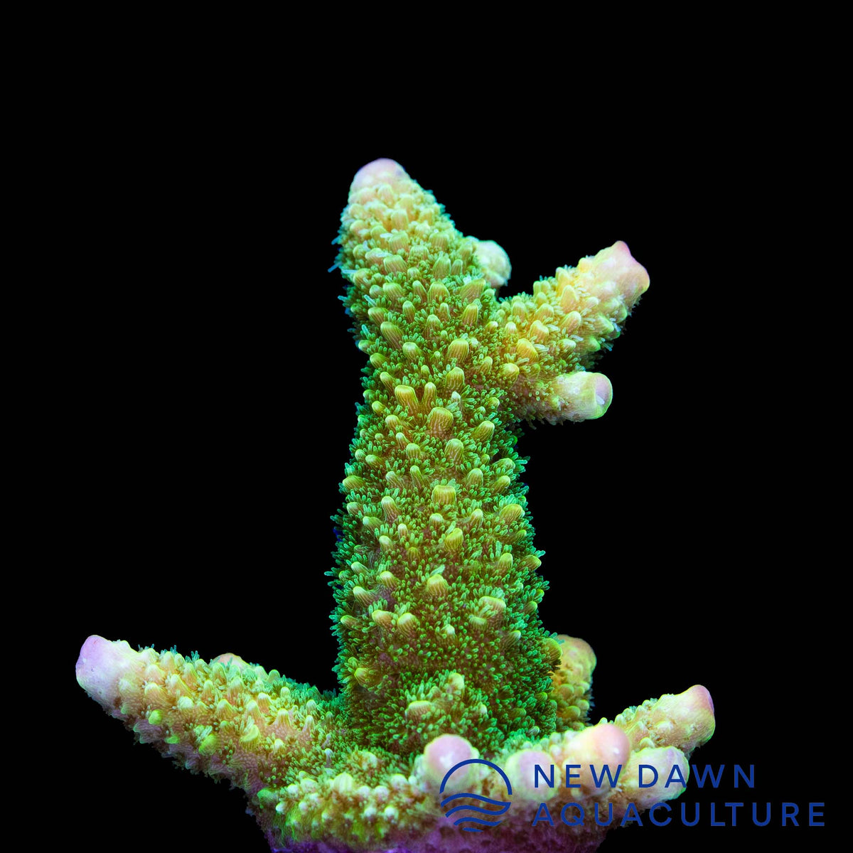 Bali Green Slimer Acropora | New Dawn Aquaculture