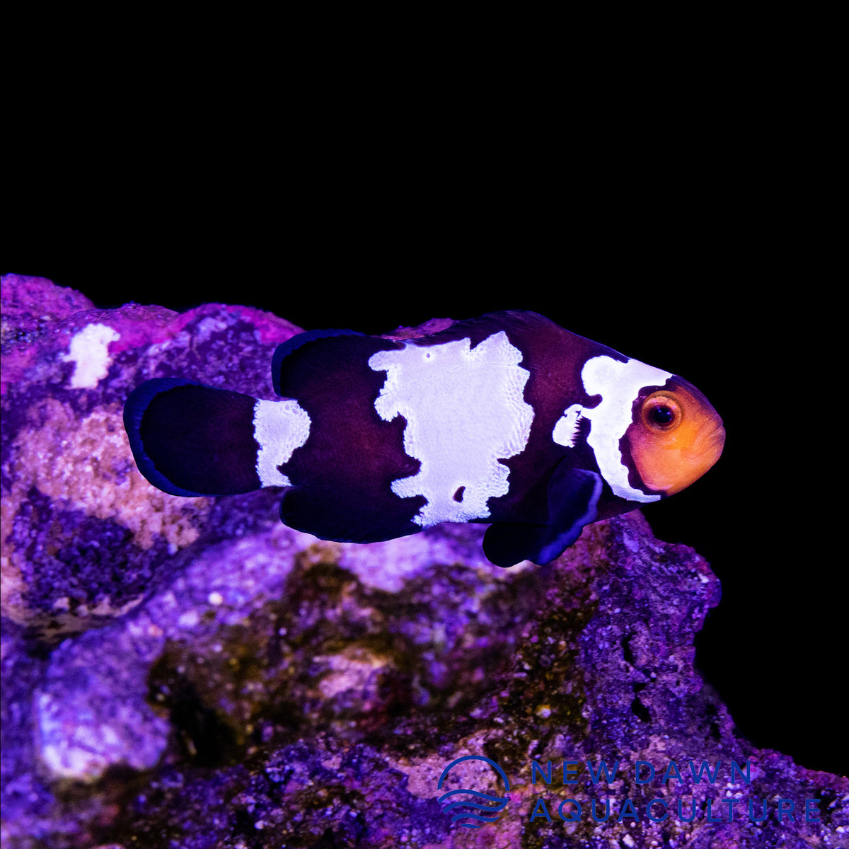 Black Snowflake Clownfish | New Dawn Aquaculture
