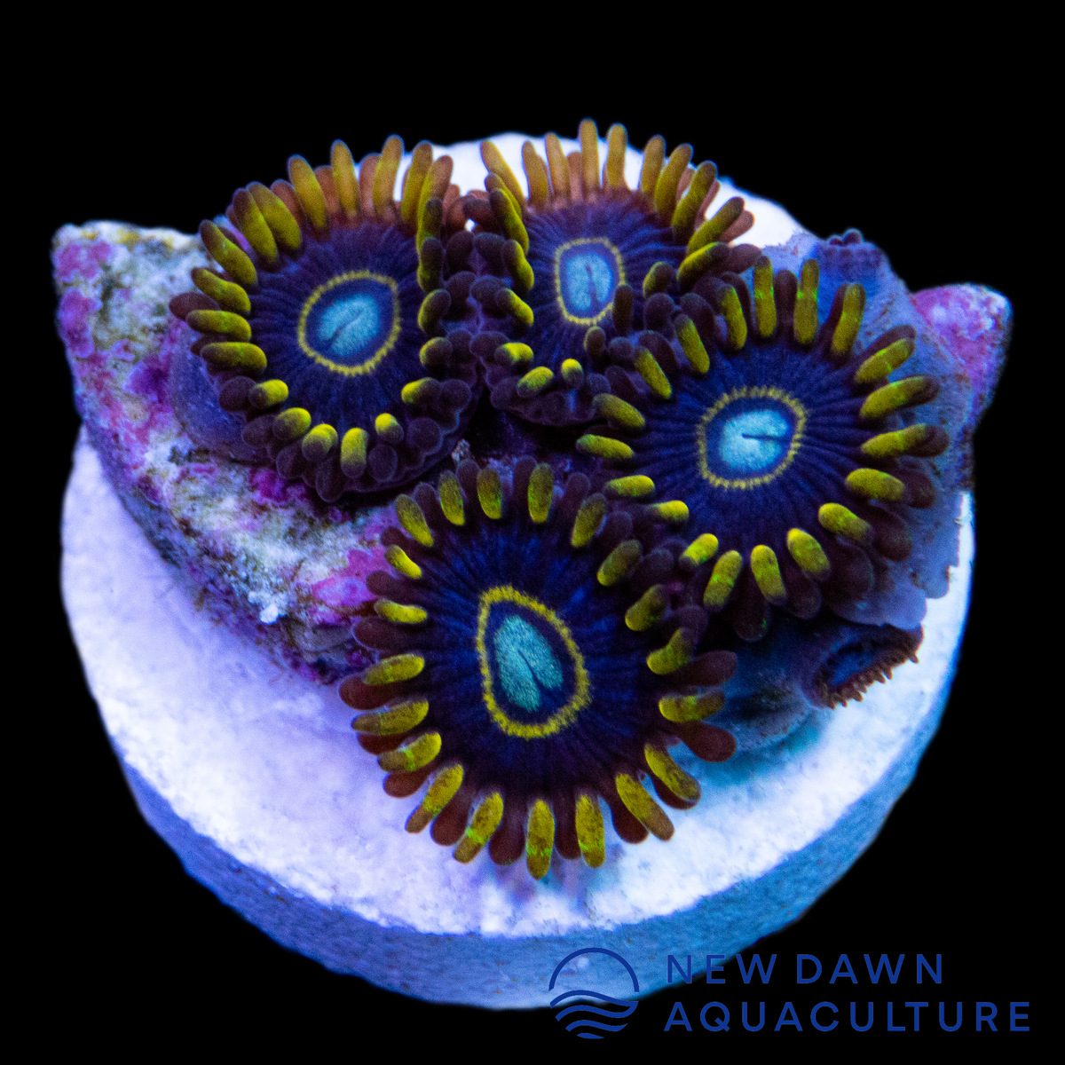 Blue Hornet Zoanthids | New Dawn Aquaculture