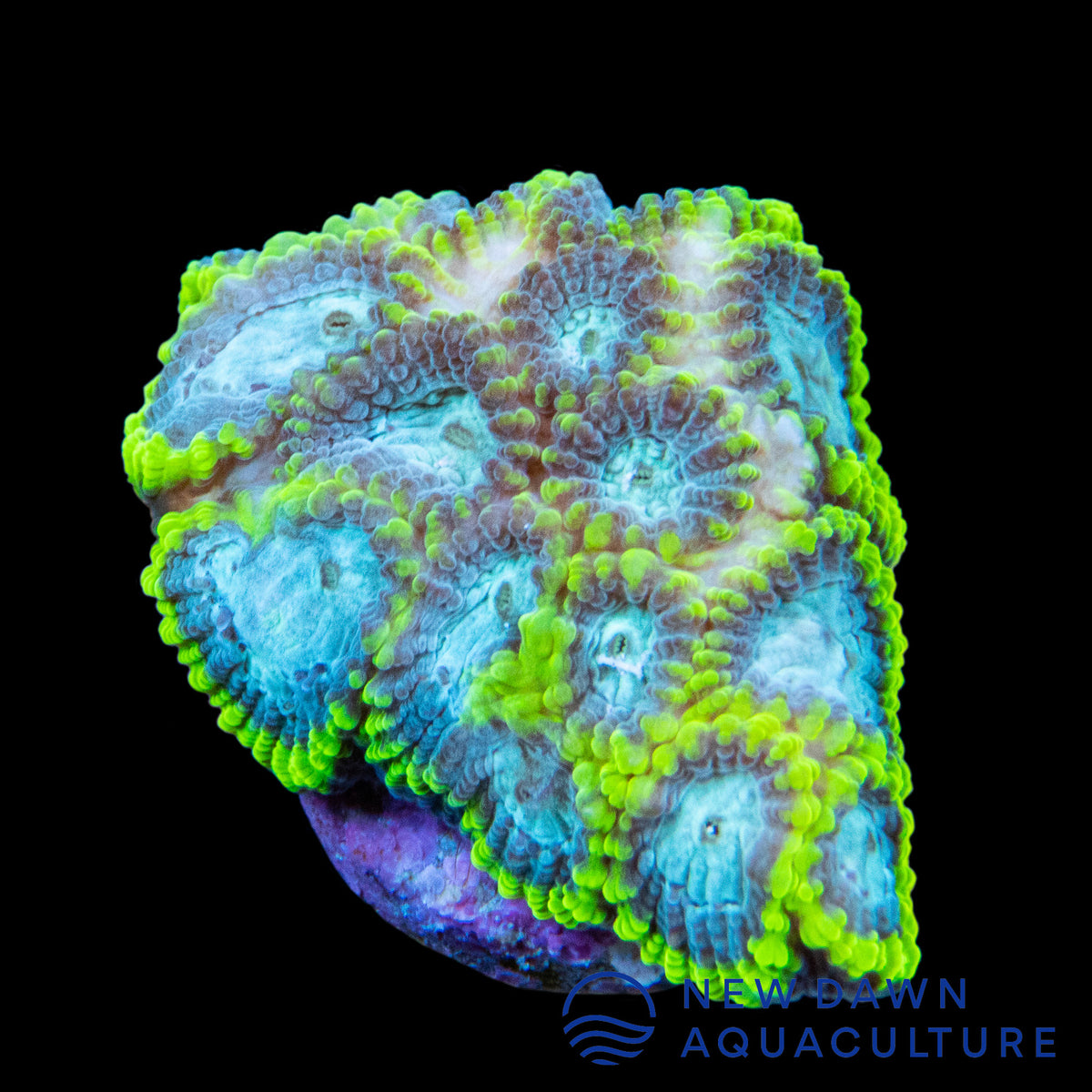 Blue Lagoon Dipsastraea | New Dawn Aquaculture