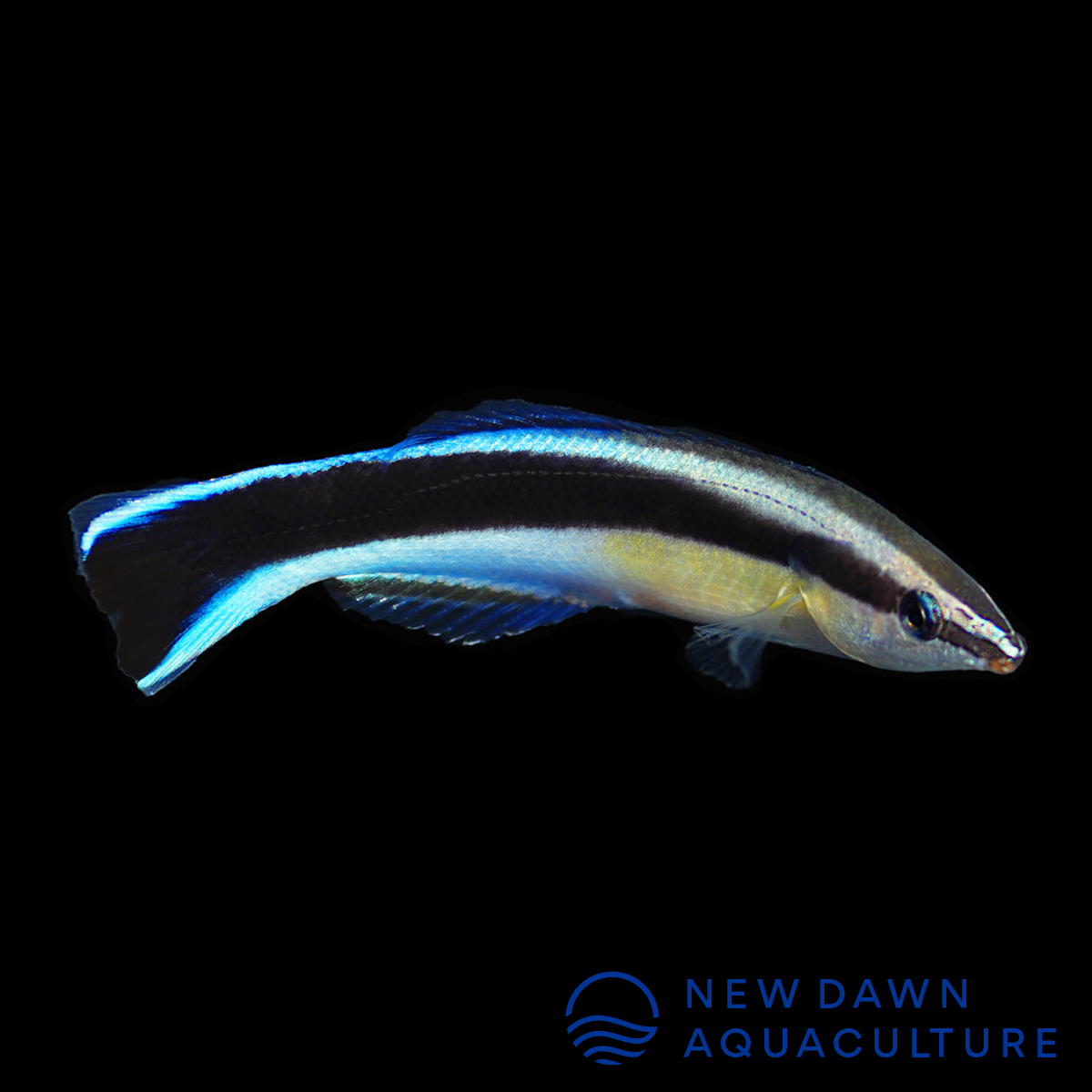 Blue Streak Cleaner Wrasse | New Dawn Aquaculture
