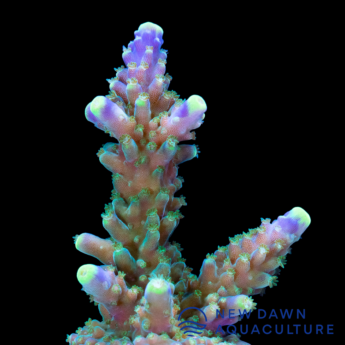 Blue Tip Acropora Valida | New Dawn Aquaculture