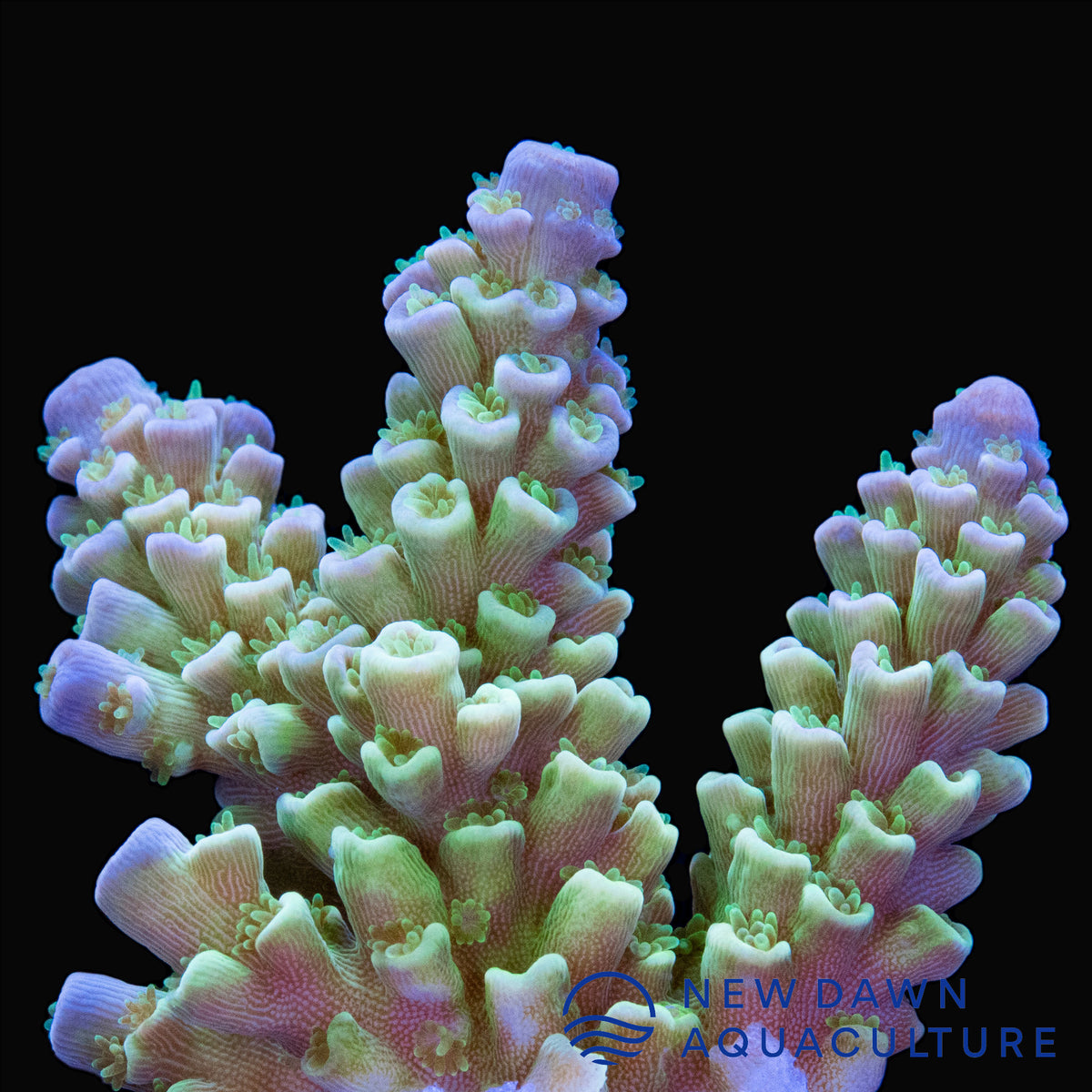 Blue Tip Acropora Tenuis | New Dawn Aquaculture