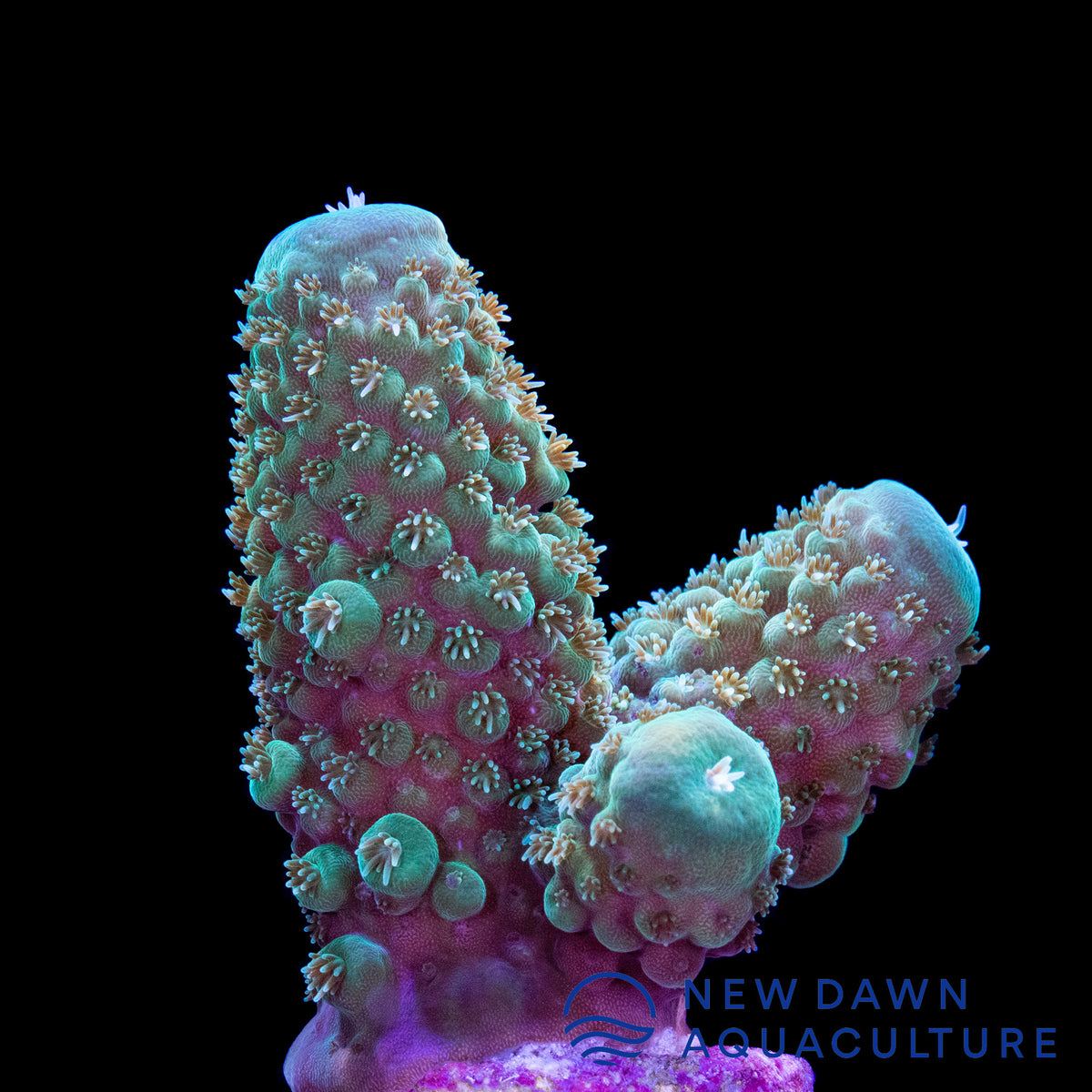 Dark Green Acropora Humilis | New Dawn Aquaculture