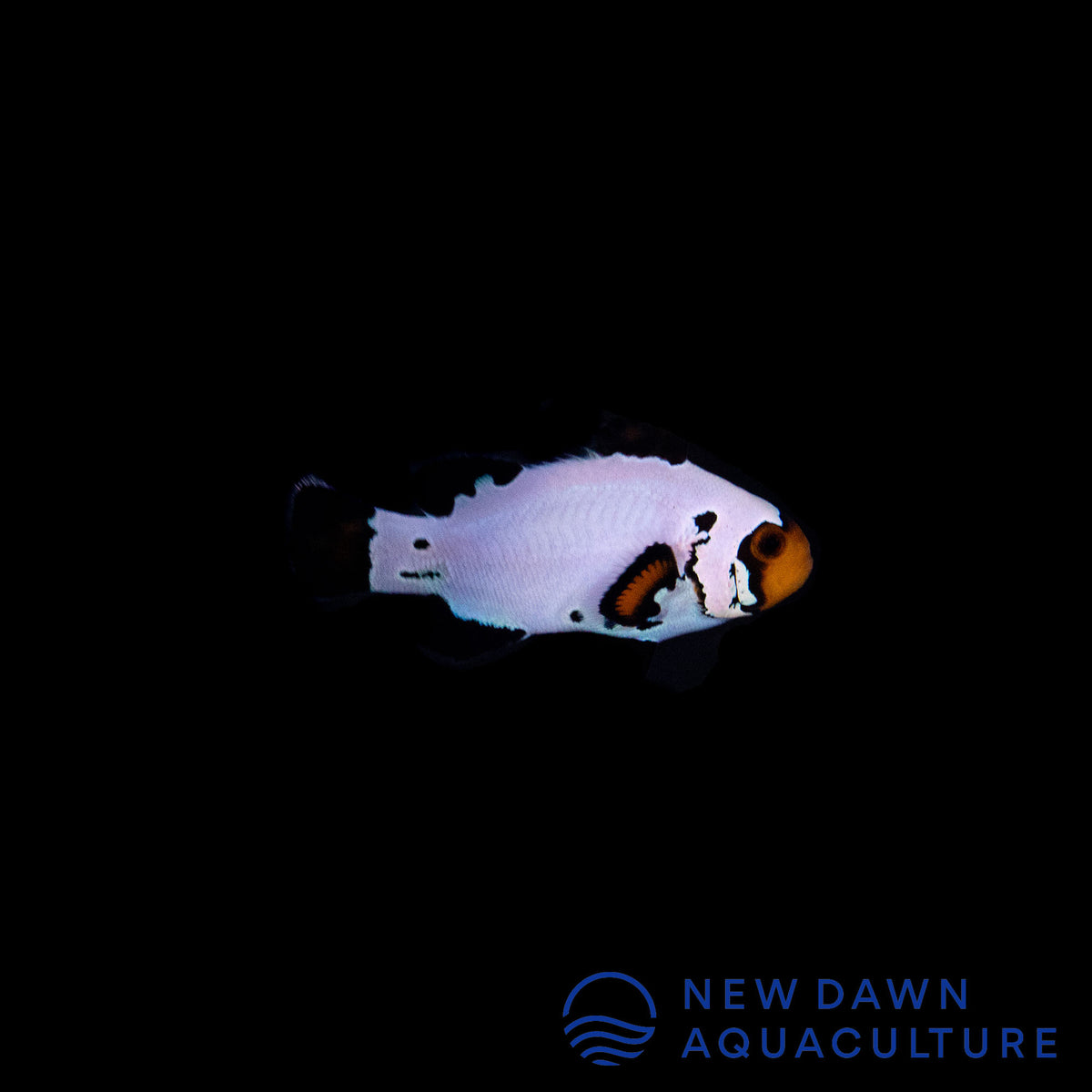 Flurry Clownfish | New Dawn Aquaculture