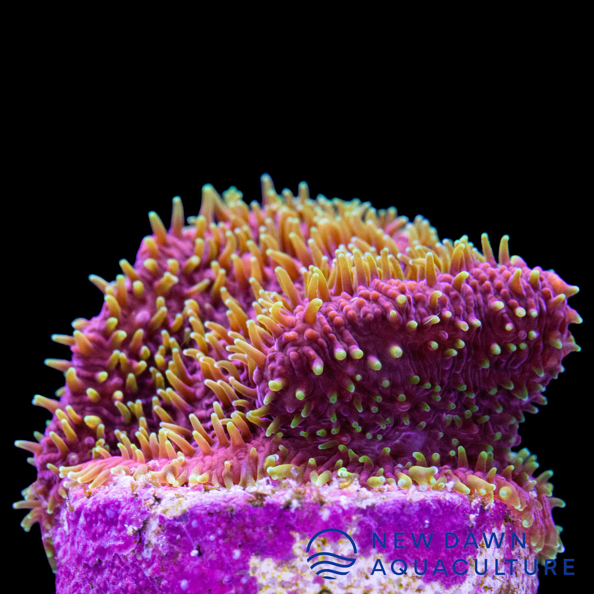 Freak Hair Pavona | New Dawn Aquaculture