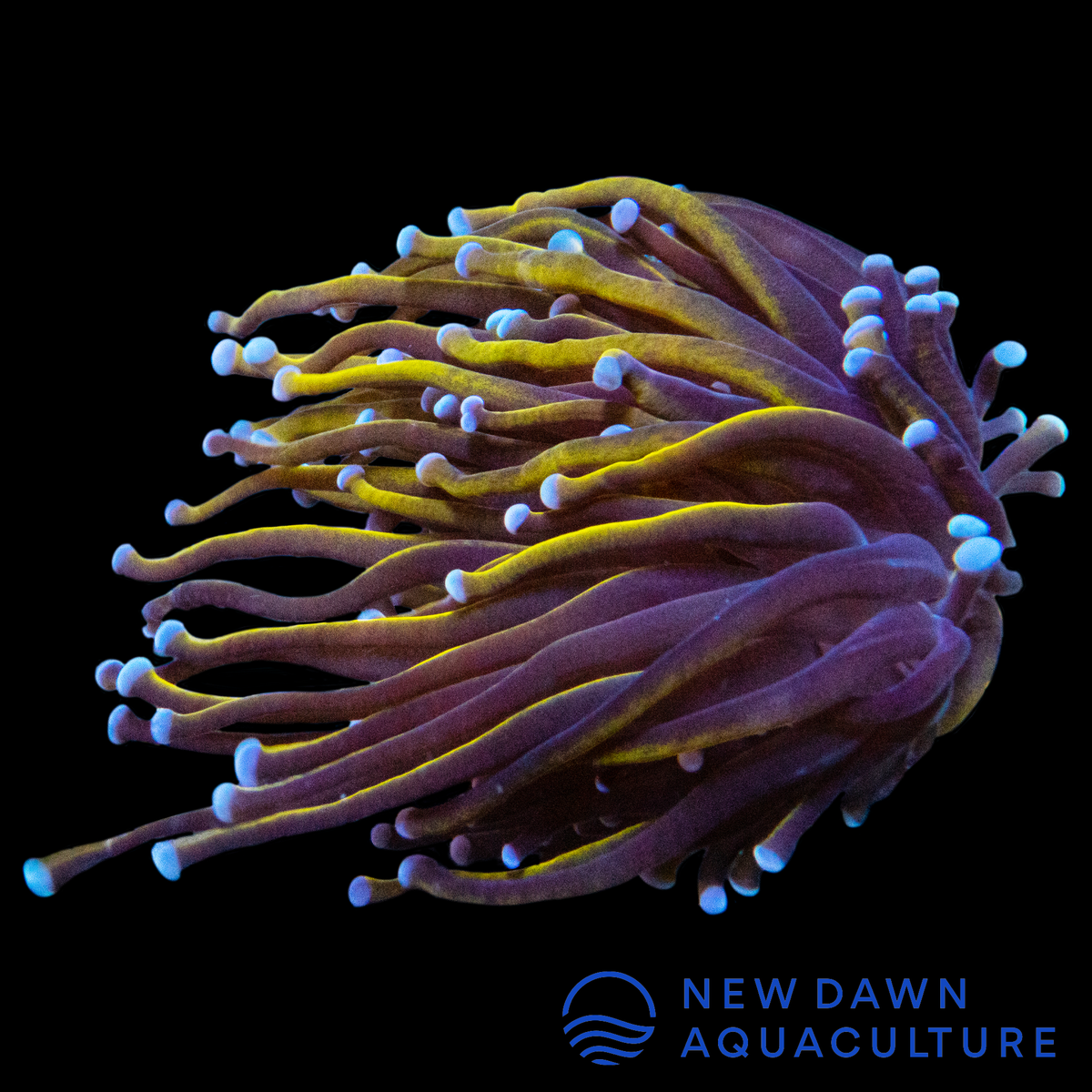 Gold Torch | New Dawn Aquaculture