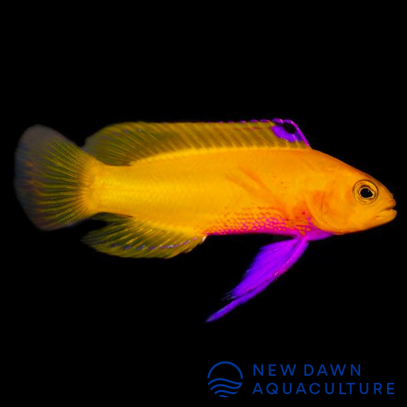 Golden Basslet | New Dawn Aquaculture
