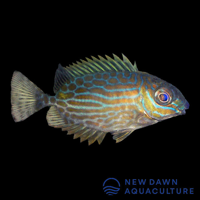 Goldline Rabbitfish | New Dawn Aquaculture