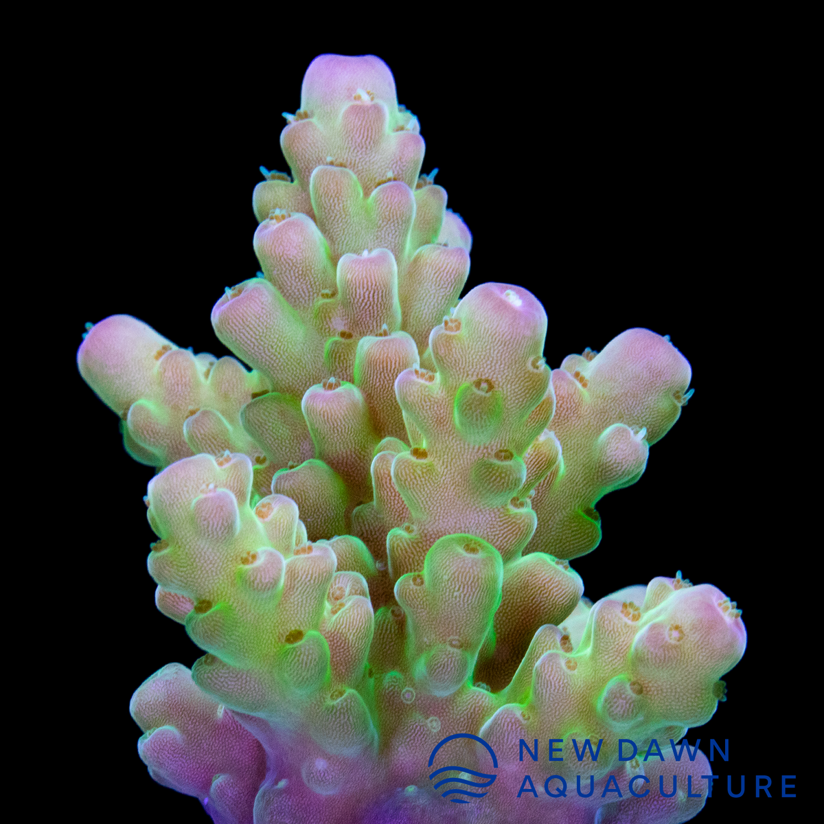 Green Acropora Digitifera | New Dawn Aquaculture