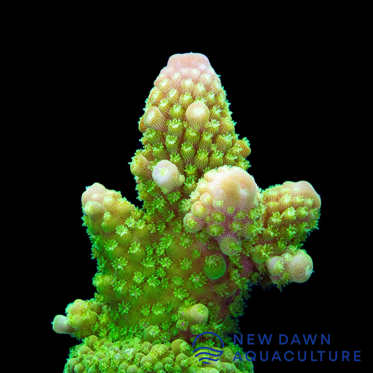Green Acropora Humilis | New Dawn Aquaculture