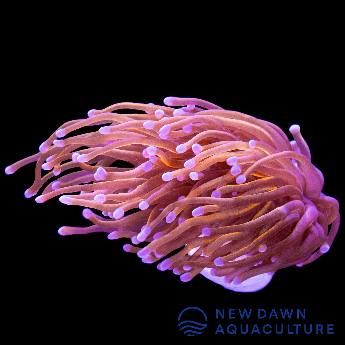 Hellfire Torch | New Dawn Aquaculture