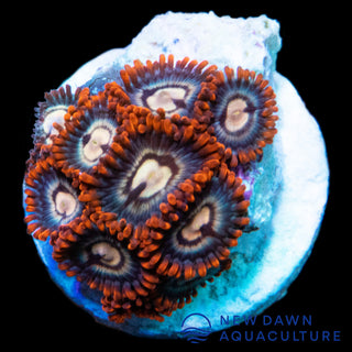 Zoas and Mushrooms | New Dawn Aquaculture