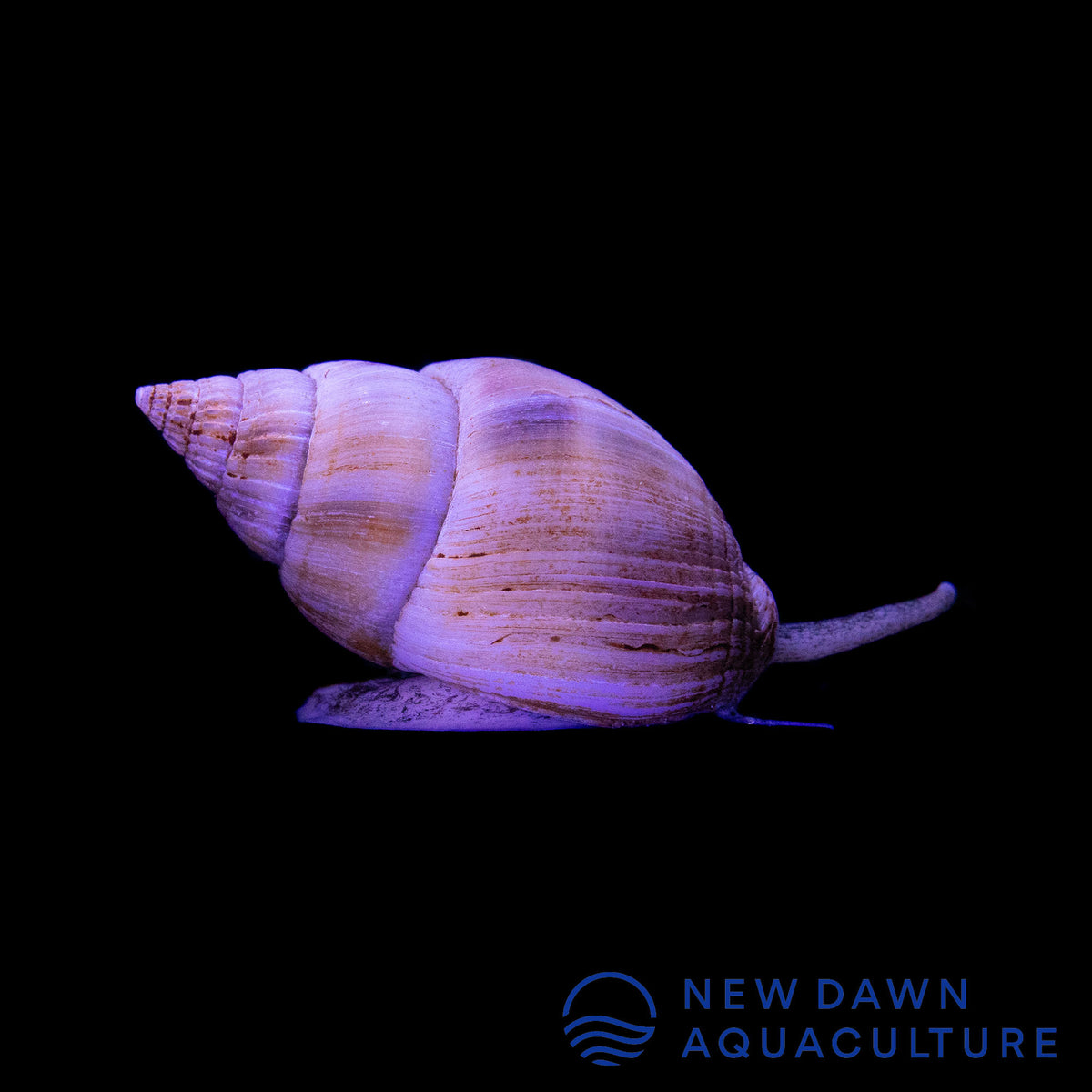Nassarius Snail | New Dawn Aquaculture