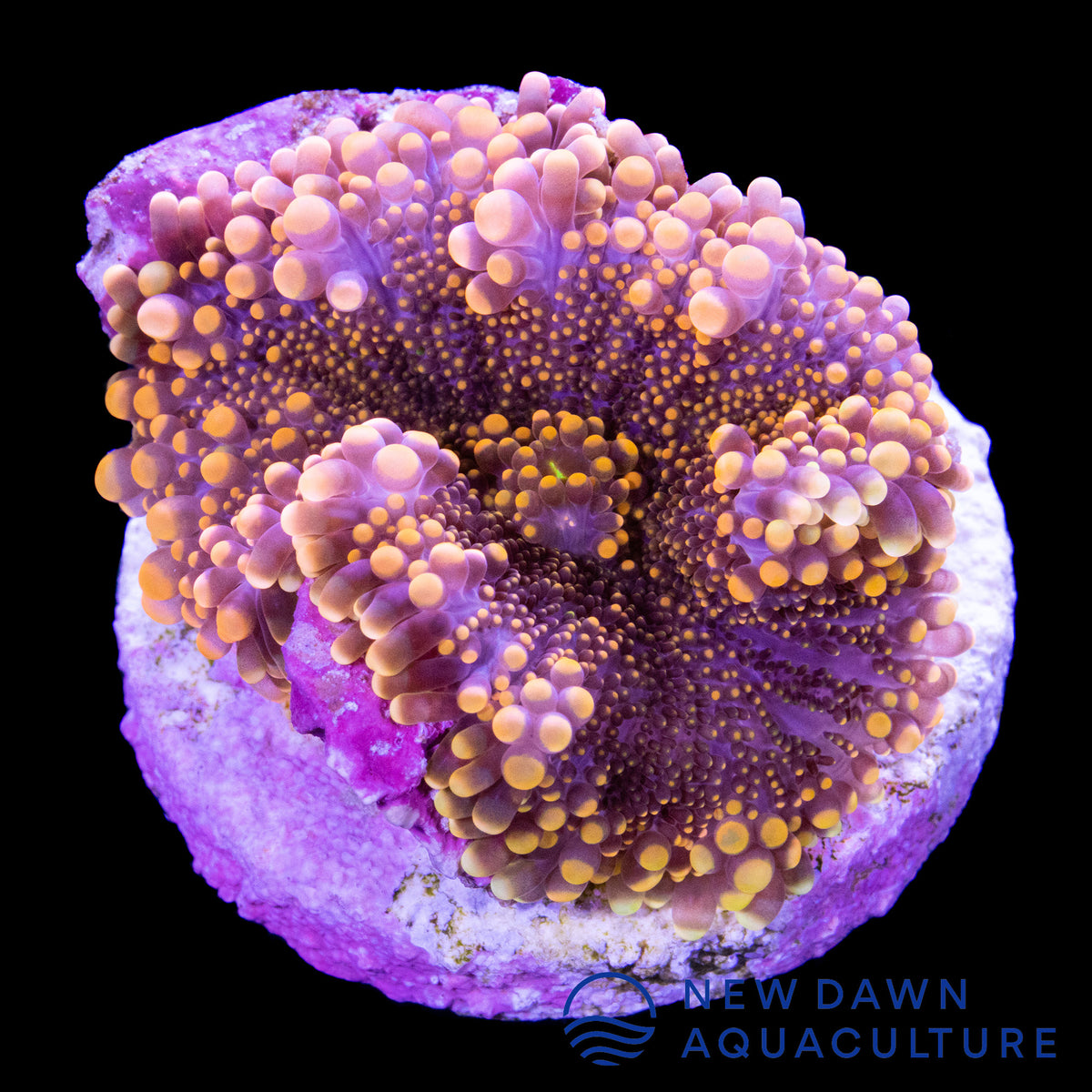 Orange Ricordea Yuma | New Dawn Aquaculture