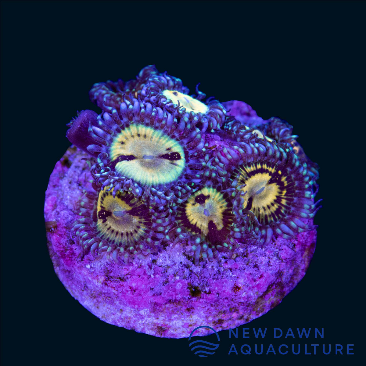 Pacman Zoanthids | New Dawn Aquaculture