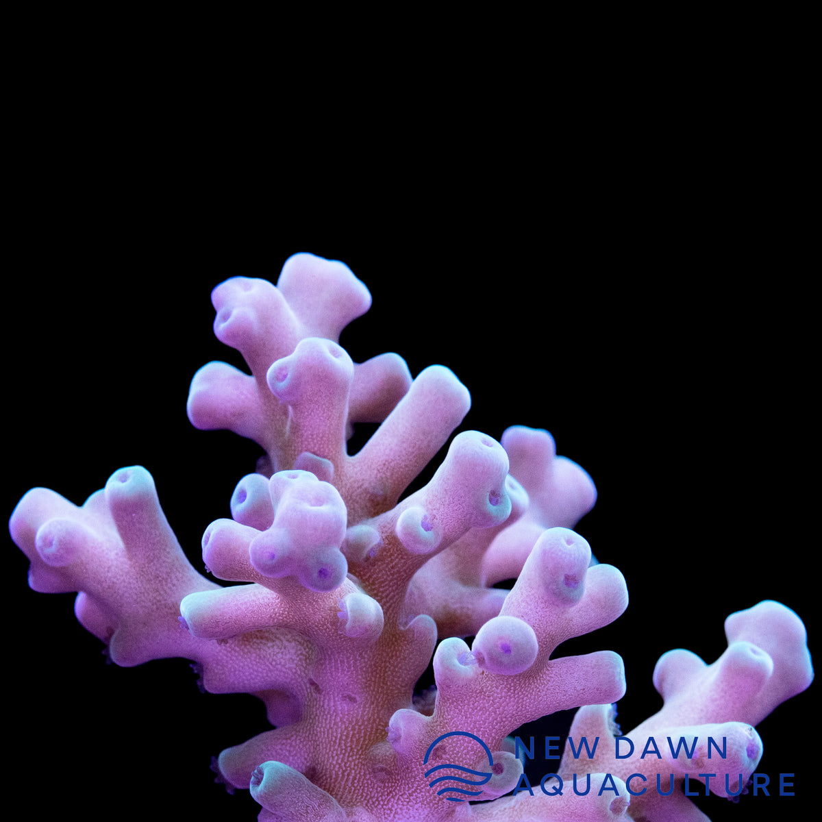 Cream Deep Water Acropora | New Dawn Aquaculture