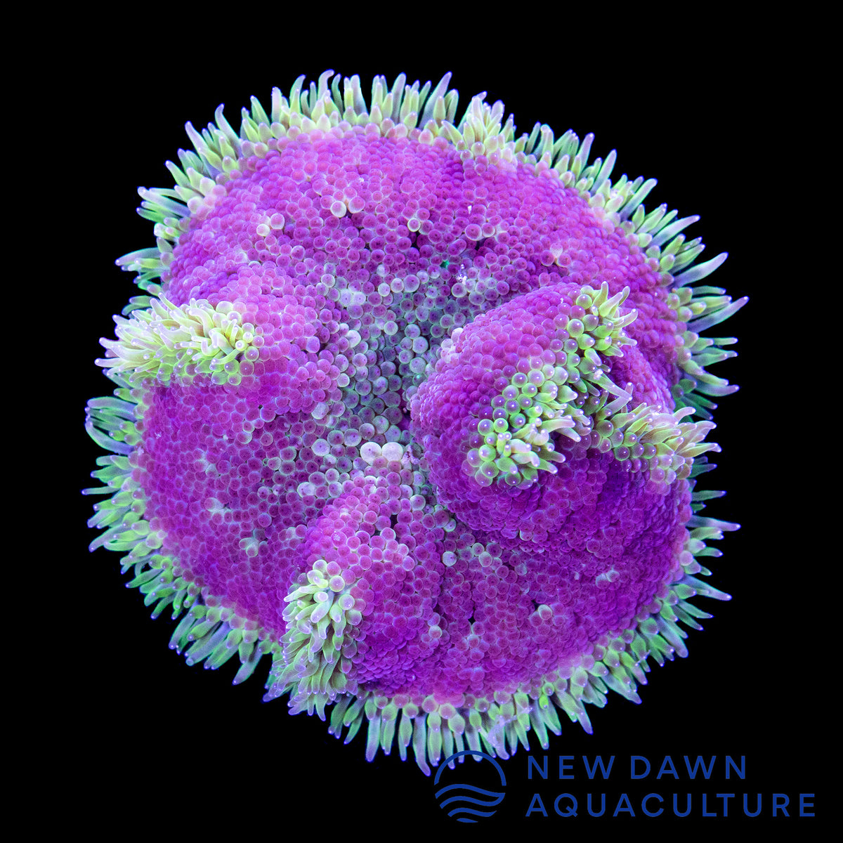 Purple Maxi-Mini Carpet Anemone | New Dawn Aquaculture