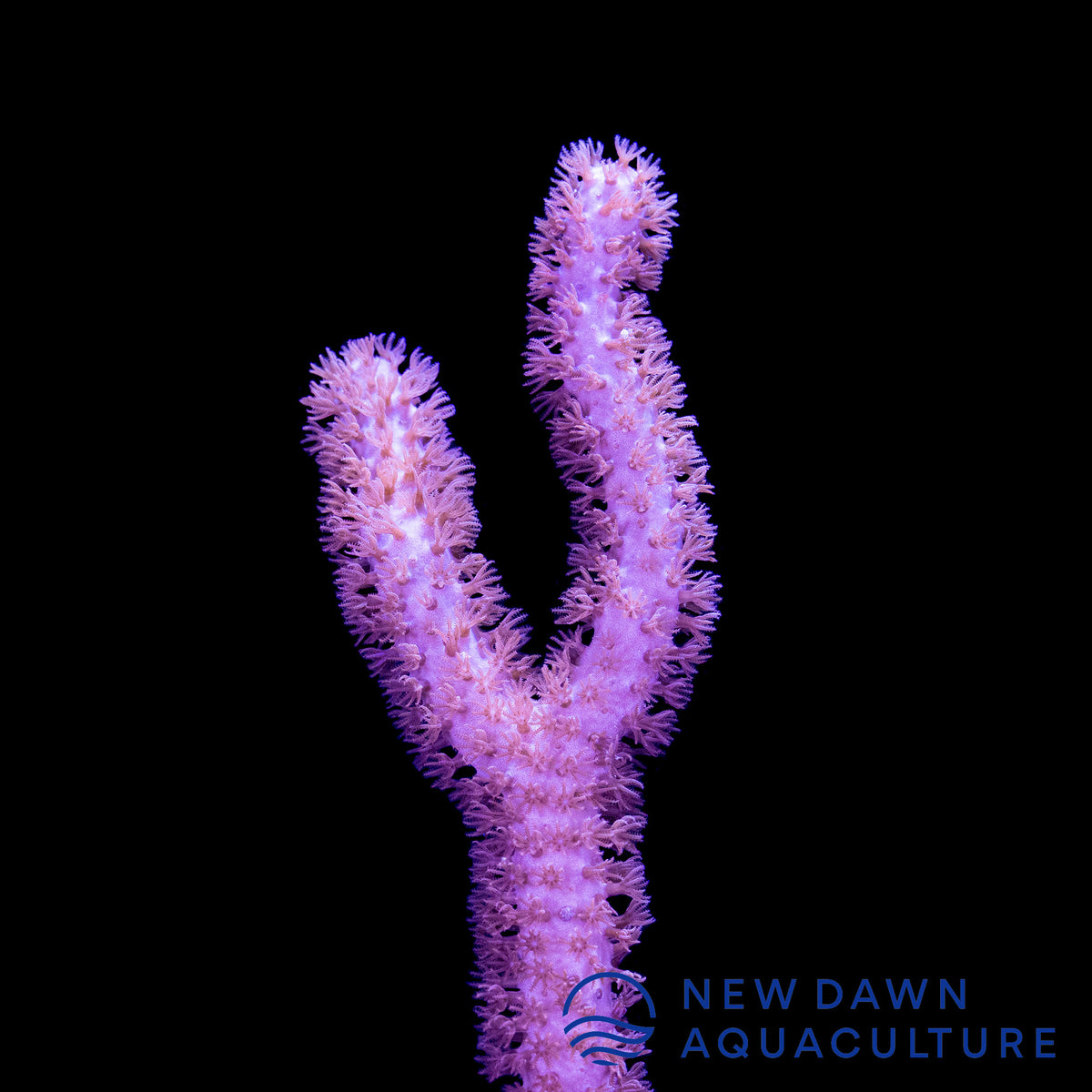 Slit Pore Sea Rod | New Dawn Aquaculture