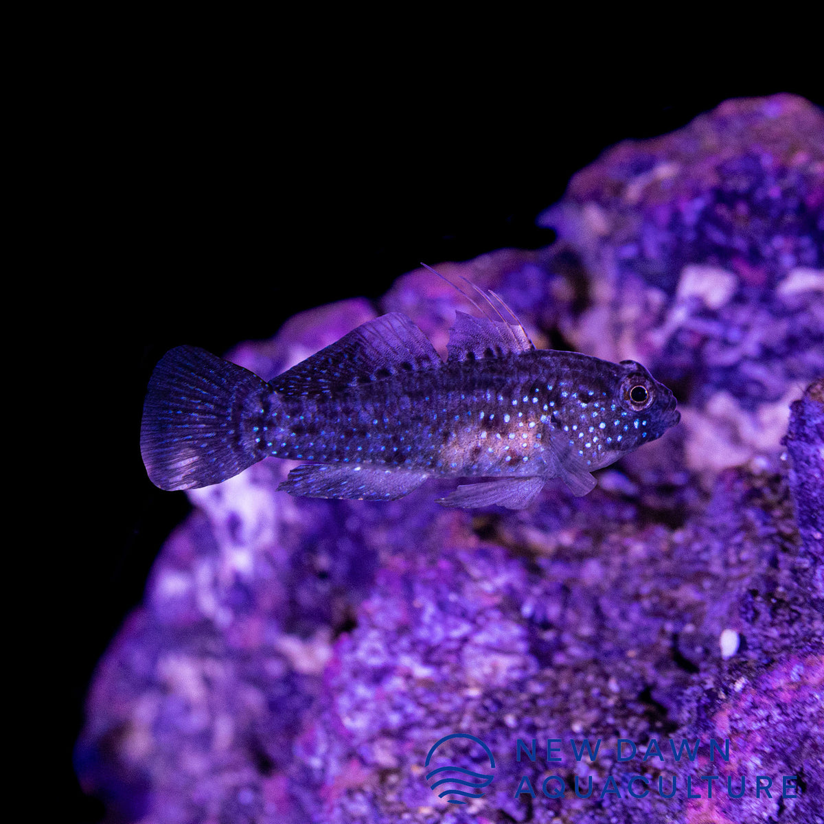 Starry Goby | New Dawn Aquaculture