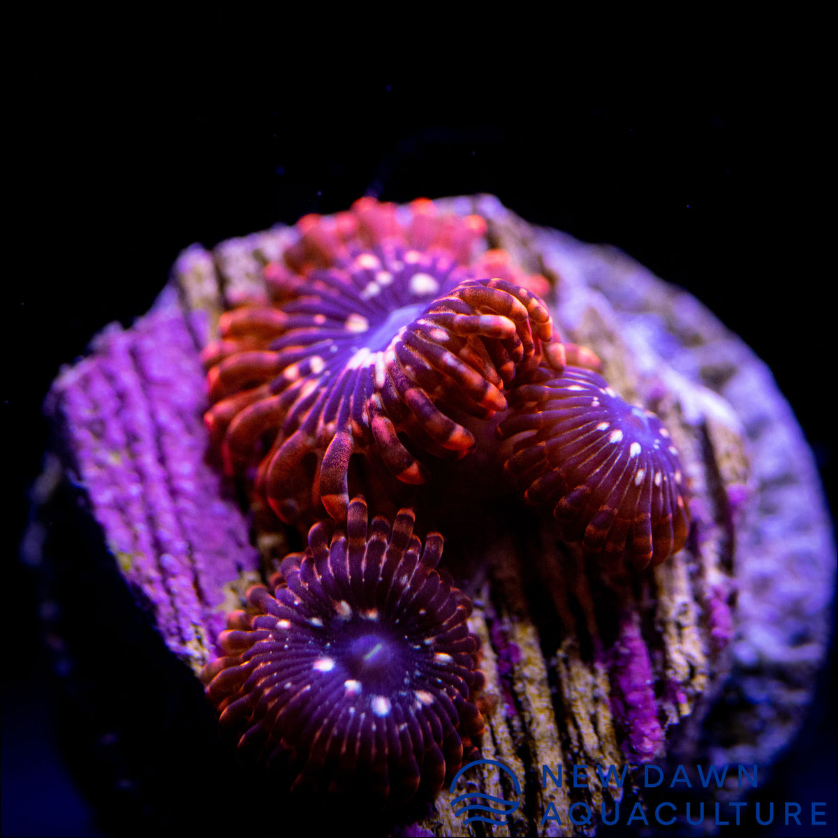 Utter Chaos Zoanthids | New Dawn Aquaculture