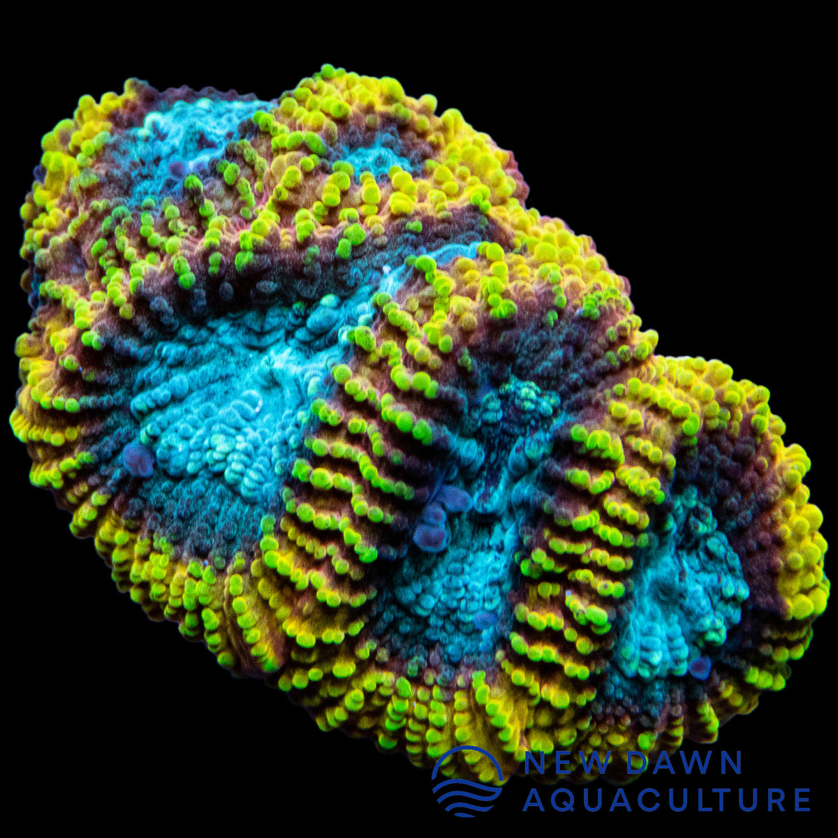 Yellow Submarine Dipsastraea | New Dawn Aquaculture